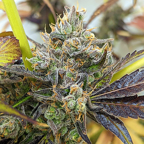 Critical Plus x Purple Kush - Expert Seed Bank